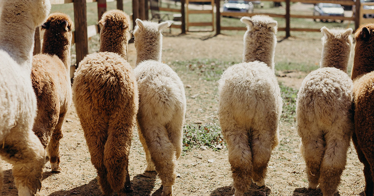 Home - Alpaca Madre Terra